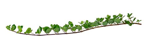 Vines Png