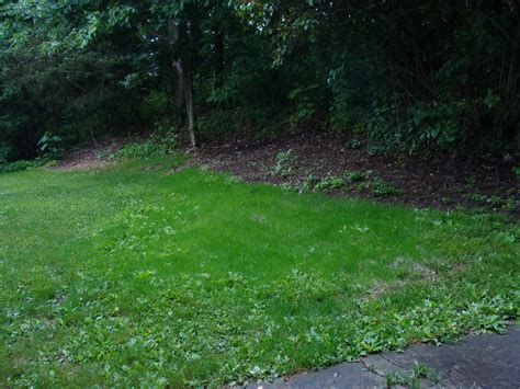 Condition Of The Scotts Patchmaster Spot After 28 Days Jons Home Blog