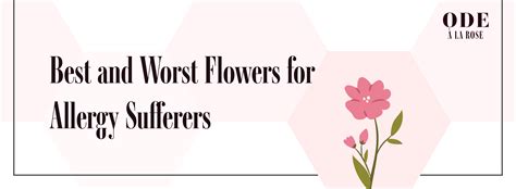 Best And Worst Flowers For People With Allergies Updated