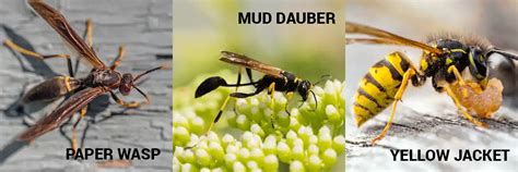 Differences Between Wasps Hornets Yellow Jackets