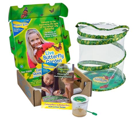 Insect Lore Butterfly Growing Kit At Donald Beach Blog