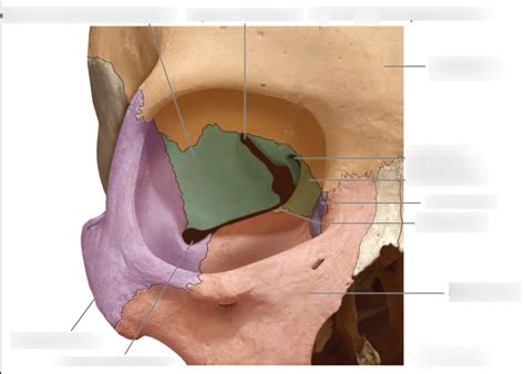 Eye Socket Diagram Quizlet