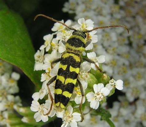 Plagionotus Floralis Pallas 1733