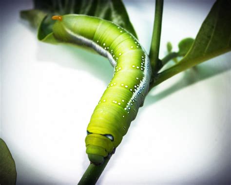 Bildet tre natur gren anlegg hvit blad blomst stamme dyr søt