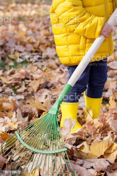 화창한 가을 날 뒷마당에서 단풍 나무 더미에 노란 재킷 갈퀴에 34 세의 작은 귀여운 소녀 쓰러진 잎을 청소하는 데 도움이됩니다 10월에 대한 스톡 사진 및 기타 이미지