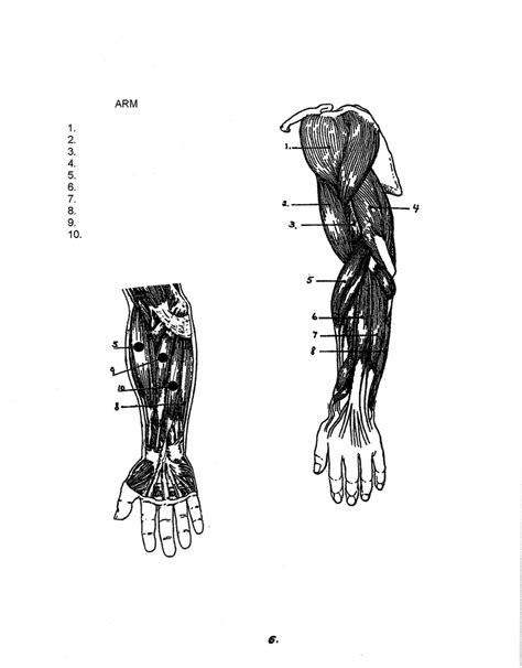Arm Diagram Quizlet