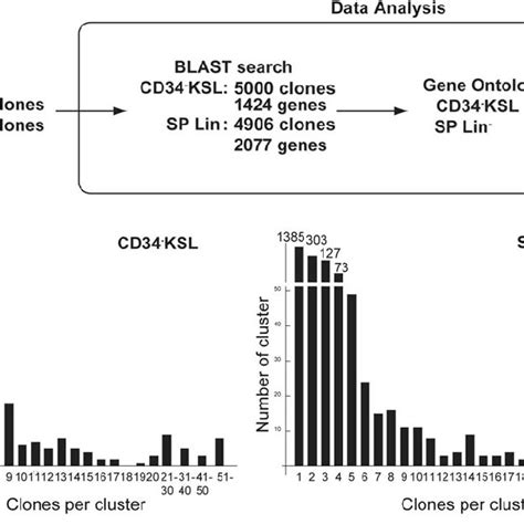 Profiling Of Gene Expression Of Hematopoietic Stem Cells By