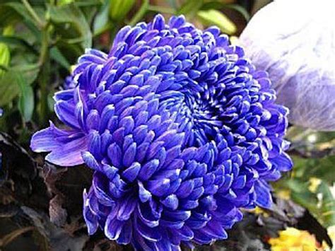 菊 快懂百科