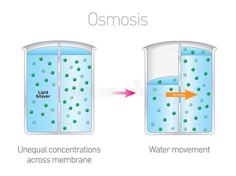 Osmosis Membranes Stock Illustrations 52 Osmosis Membranes Stock