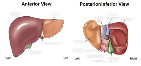 Liver And Gallbladder Labeling Diagram Quizlet