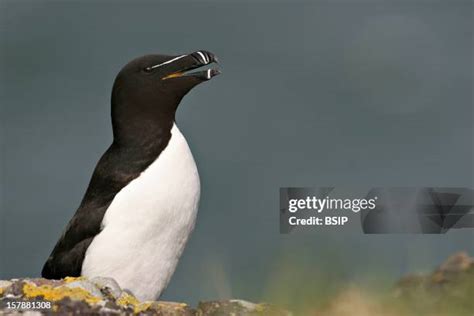 Razorbill Photos And Premium High Res Pictures Getty Images
