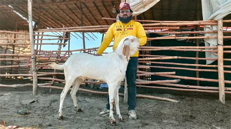 Makhi China Bakre Sunday Update Qurbani Ka Mall Bakra Eid 2023