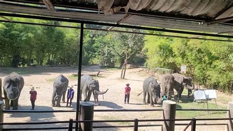 춤추고 연주하는 치앙마이 코끼리 Dancing Elephants At Chiangmai Thailand 춤추는코끼리