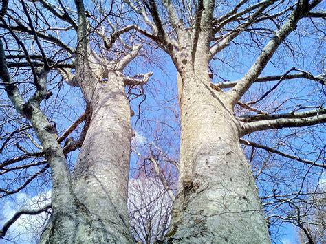 Trees Trunks Darling Free Photo On Pixabay Pixabay