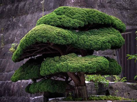 How To Plant And Grow Chinese Junipers
