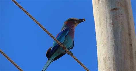 Lilac Crested Roller Album On Imgur