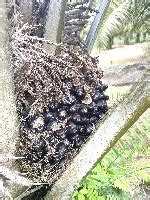 Oil Palm Segmentation Roboflow Universe