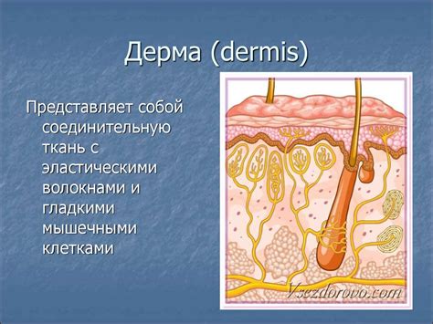 Кожа презентация онлайн