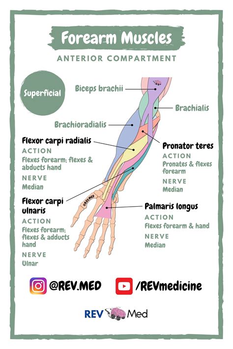 Best 13 Lumbricals Muscles As Hand And Fingers Muscular Part Anatomy Outline Diagram Artofit