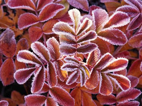 ХУДОЖЕСТВЕНА ГИМНАСТИКА И СРОДНИ СПОРТОВЕ • Виж темата КРАСИВИ ФОНОВЕ И КАРТИНКИ