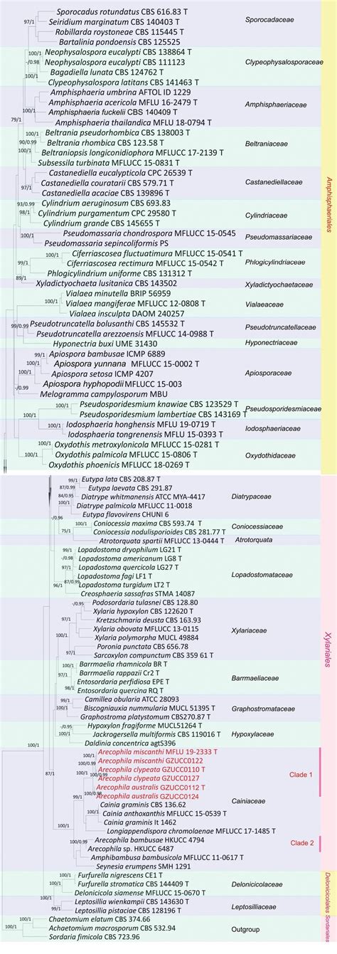Phylogenetic Tree Based On A Combined Its Lsu Rpb2 And β Tubulin Download Scientific Diagram