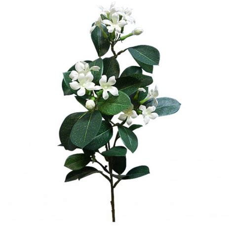 Stephanotis Spray S400 S400 Silkflora Artificial Flowers