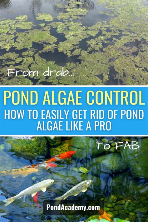 Pond Algae Control How To Easily Get Rid Of Pond Algae Like A Pro