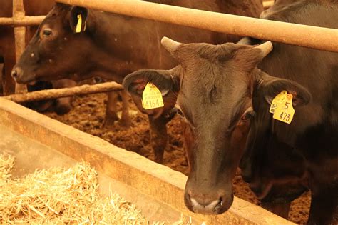 北さつまのむら牛｜【公式】有限会社野村畜産｜北さつまのむら牛の生産・肥育農家｜鹿児島県出水市
