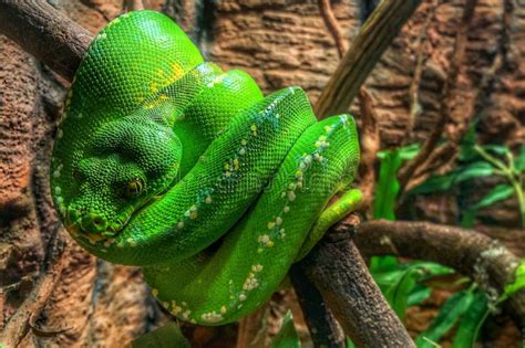 Green Tree Python Morelia Viridis Stock Image Image Of East Morelia