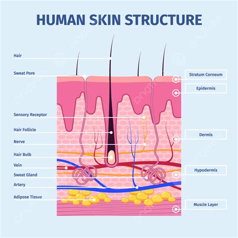 Skin Layers Epidermis Human Health Follicle Layered Illustration Png