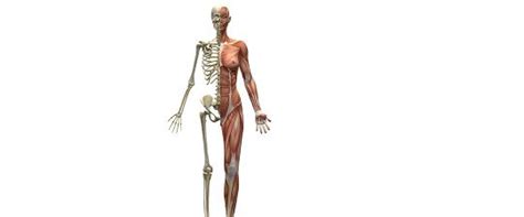 Differences Between Actin And Myosin With Comparison Chart And Similarities Bio Differences