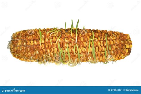 Germination Of Corn Photo 96981768