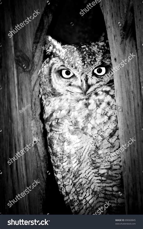 Owl Shelter Over 449 Royalty Free Licensable Stock Photos Shutterstock