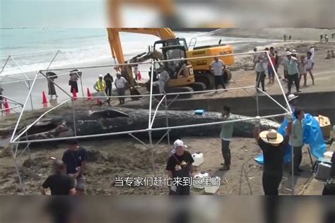 海边出现巨大生物，吸引游客围观，专家赶到后要求立即撤离生物游客要求