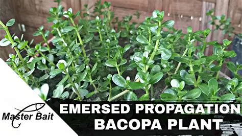 Bacopa Caroliniana Emersed