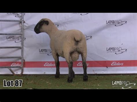 Lot 087 Youtube