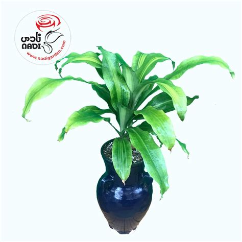 گیاه بلالی خرید گل آپارتمانی و طراحی فضای سبز نادی گاردن