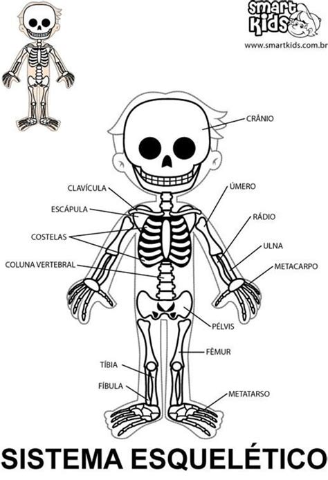 Quantos Ossos Tem O Corpo Humano Bma