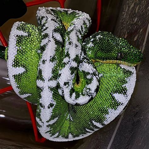 Emerald Tree Boa Reptilescentury