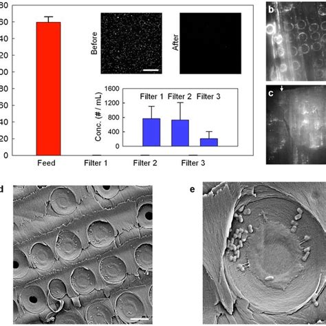 Xylem Structure A Structure Of Xylem Vessels In Flowering Plants And Download Scientific