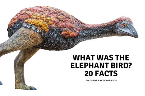 What Was The Elephant Bird 15 Facts A To Z Dinosaurs
