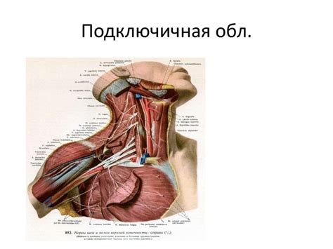 Топографическая анатомия и оперативная хирургия верхних конечностей
