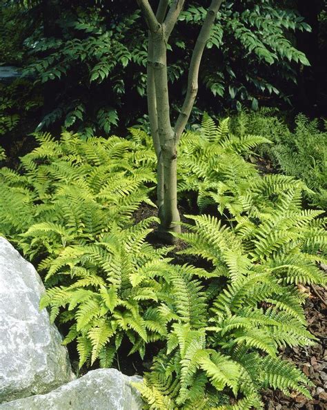 Polystichum Polyblepharum Japanese Tassel Fern