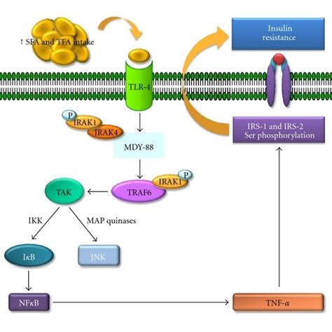 Schematic Representation Of Sfa And Tfa Excess Intake Effects In The Download Scientific