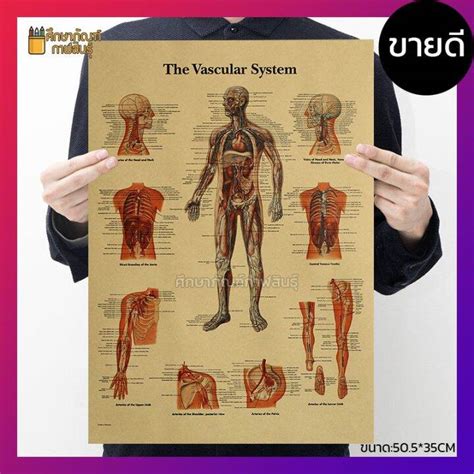 ระบบไหลเวียนโลหิต Vascular System Anatomy ภาพโปสเตอร์ ร่างกายมนุษย์