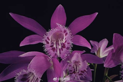 今天的独蒜兰