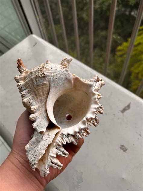 대왕 소라껍데기 질문입니다 지식in