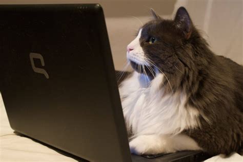 Mejorar El Bienestar De Los Gatos En El Reino Unido Las Prioridades De