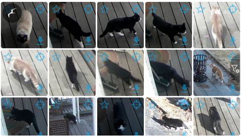 Frigate Card Show Specific Object From Multiple Cameras Configuration Home Assistant Community