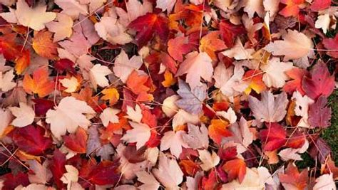 Bonds Are Back Aviva Launches New Platform Integrated Onshore Bond